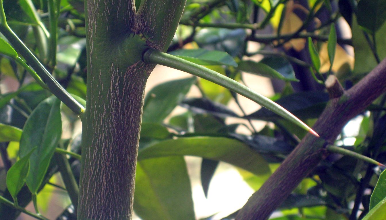 Lemon Tree Thorns: Benefits, Challenges, and Care Tips (2025)