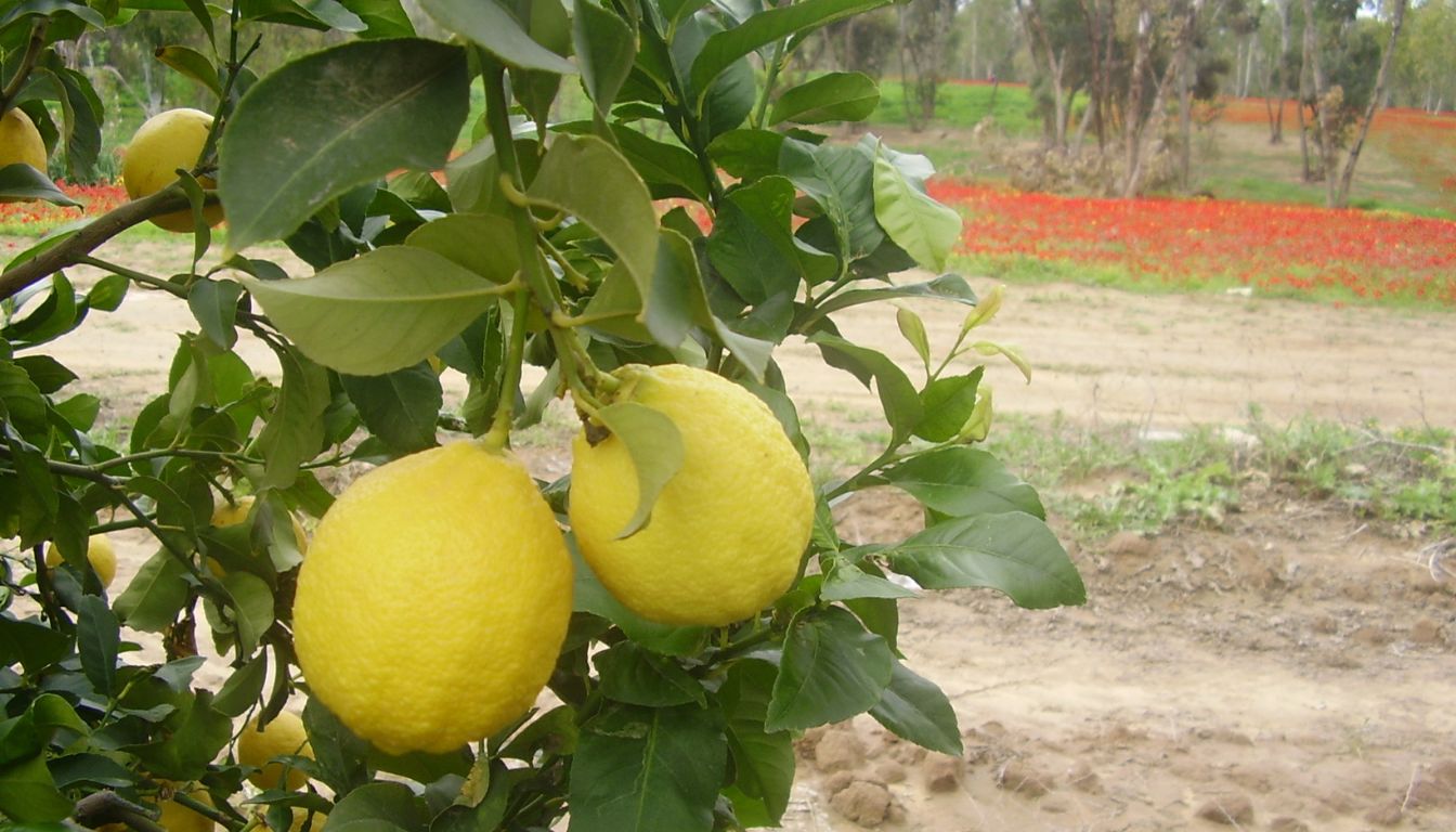 Lemon Tree Thorns: Benefits, Challenges, and Care Tips (2025)