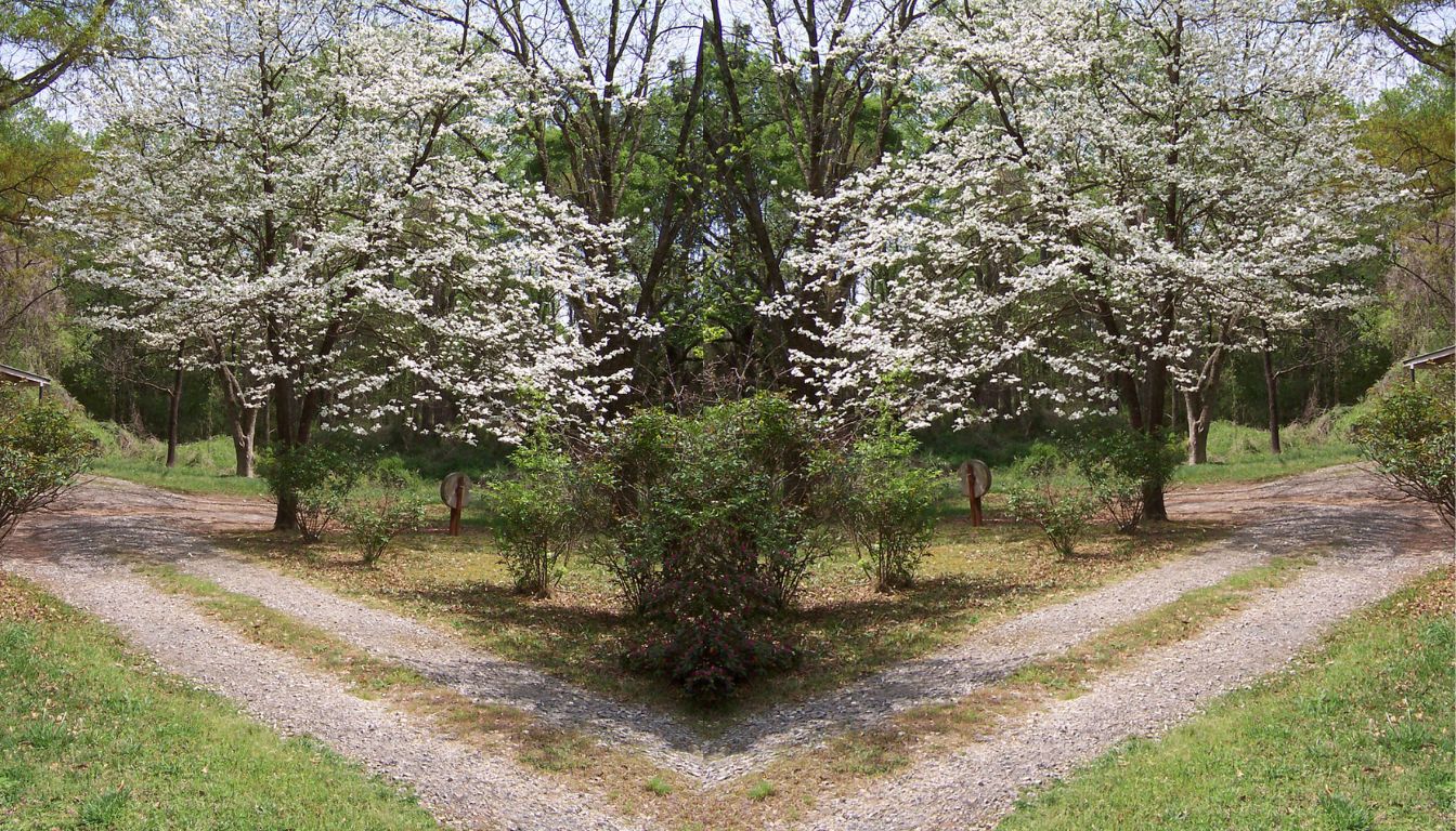 Maximizing Outdoor Space: 5 Perfect Trees for Small Yards (2026)