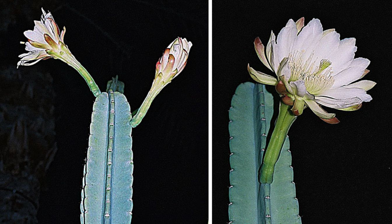 Night Blooming Cereus At Home Essential Propagation Tips 2026