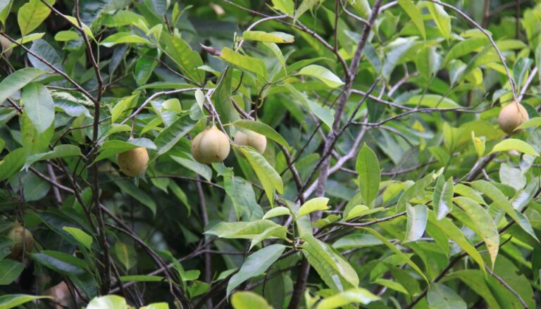 Nutmeg Growing Made Easy: A Guide for Home Cultivation (2026)