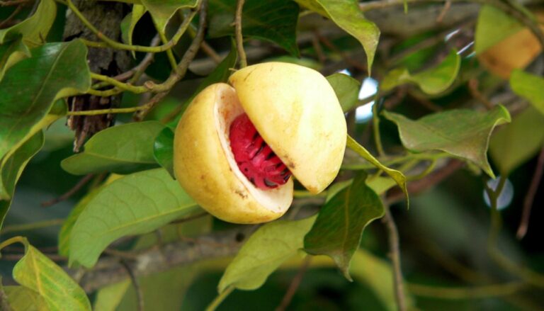 Nutmeg Growing Made Easy: A Guide for Home Cultivation (2026)