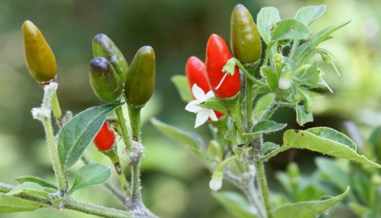 Pequin Chili Peppers: Characteristics and Culinary Uses (2025)