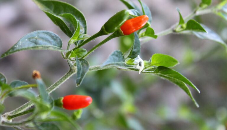 Pequin Chili Peppers: Characteristics and Culinary Uses (2025)