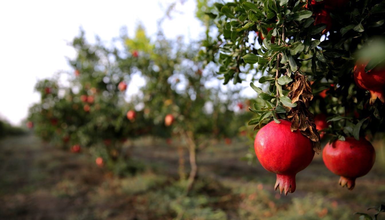 Permaculture Orchards: Sustainable Fruit Production (2026)