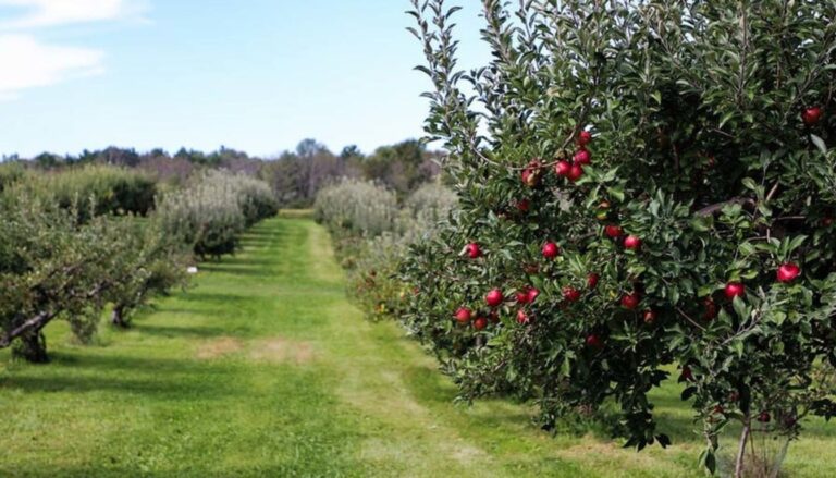 Permaculture Orchards: Sustainable Fruit Production (2026)