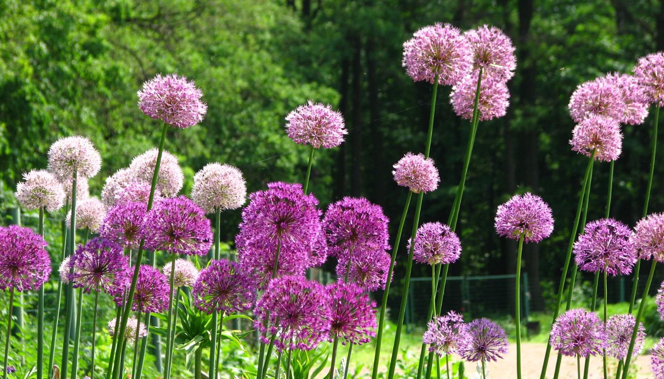 Planting Alliums in Spring for a Lush and Vibrant Garden (2026)