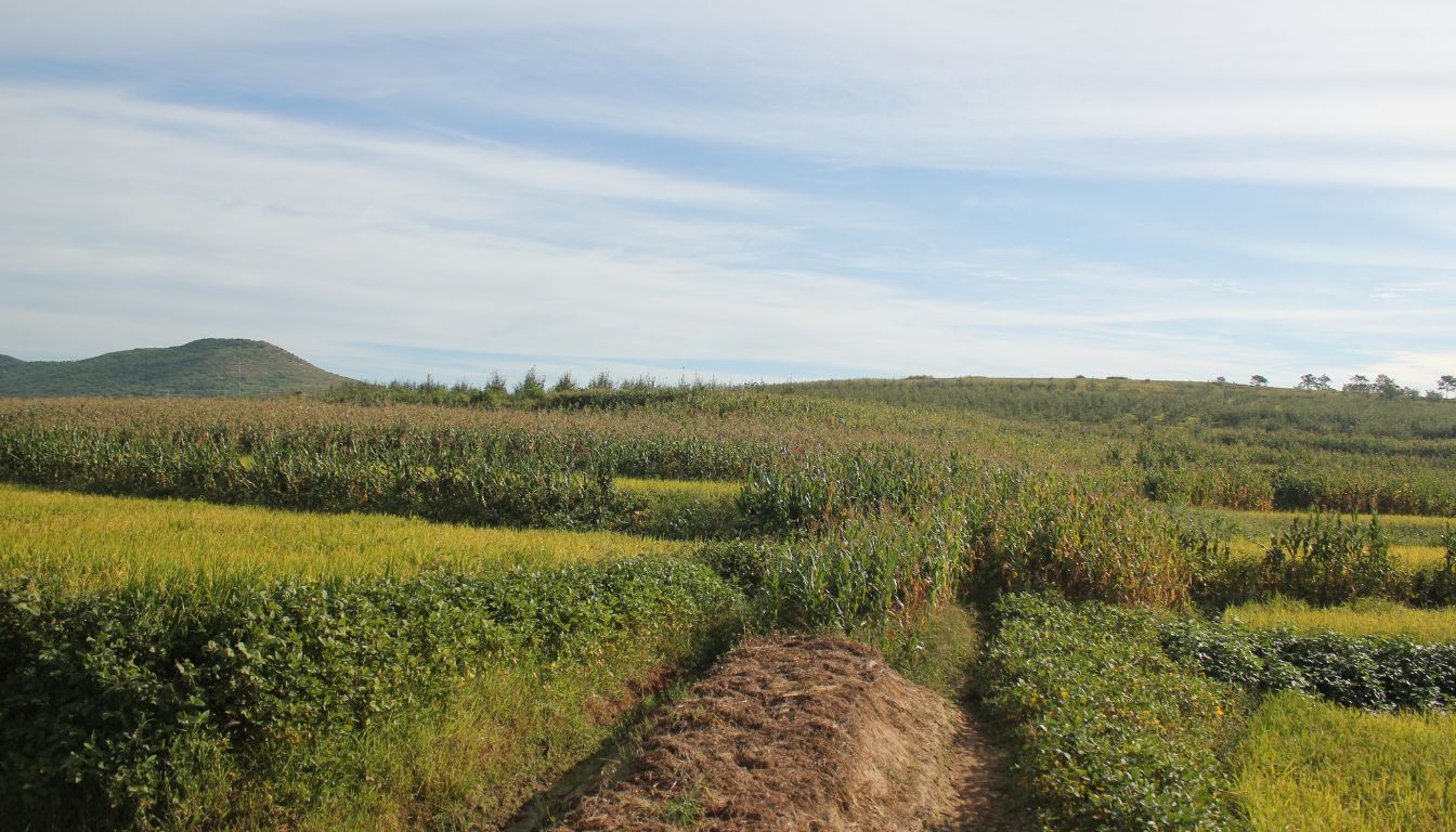 Potato Mounding: Top Techniques for a Bountiful Harvest (2026)
