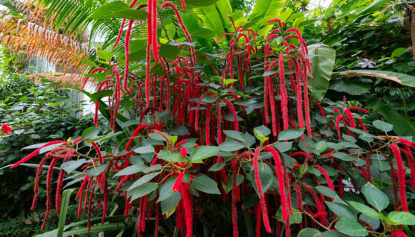 Enhance Your Garden with Vibrant Red Hot Cat Tail Plant (2026)