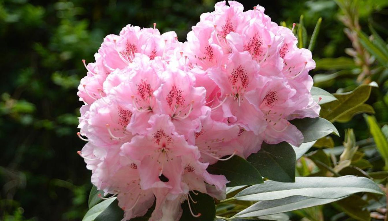Rhododendrons Blooming: Top Tips for a Vibrant Garden (2026)