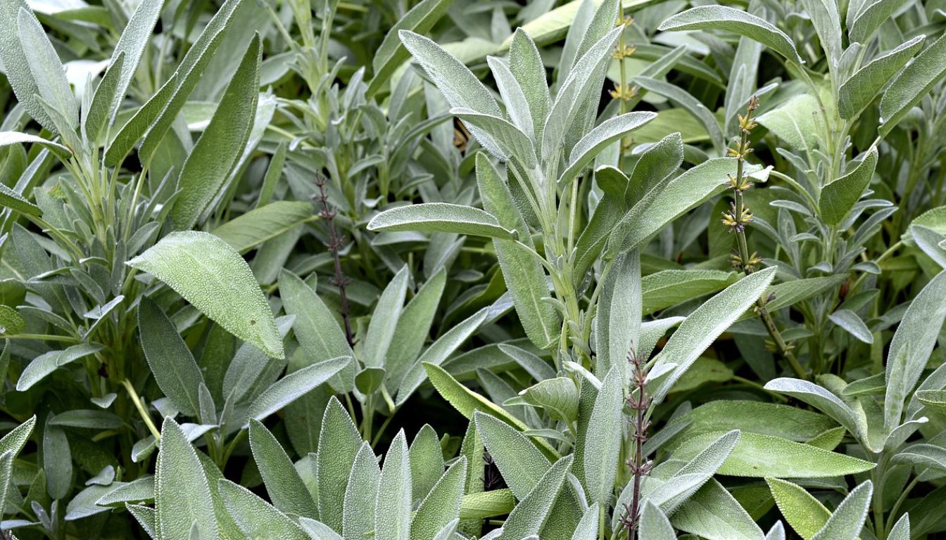 Sage Benefits: Culinary Uses and Health Perks Explained (2026)
