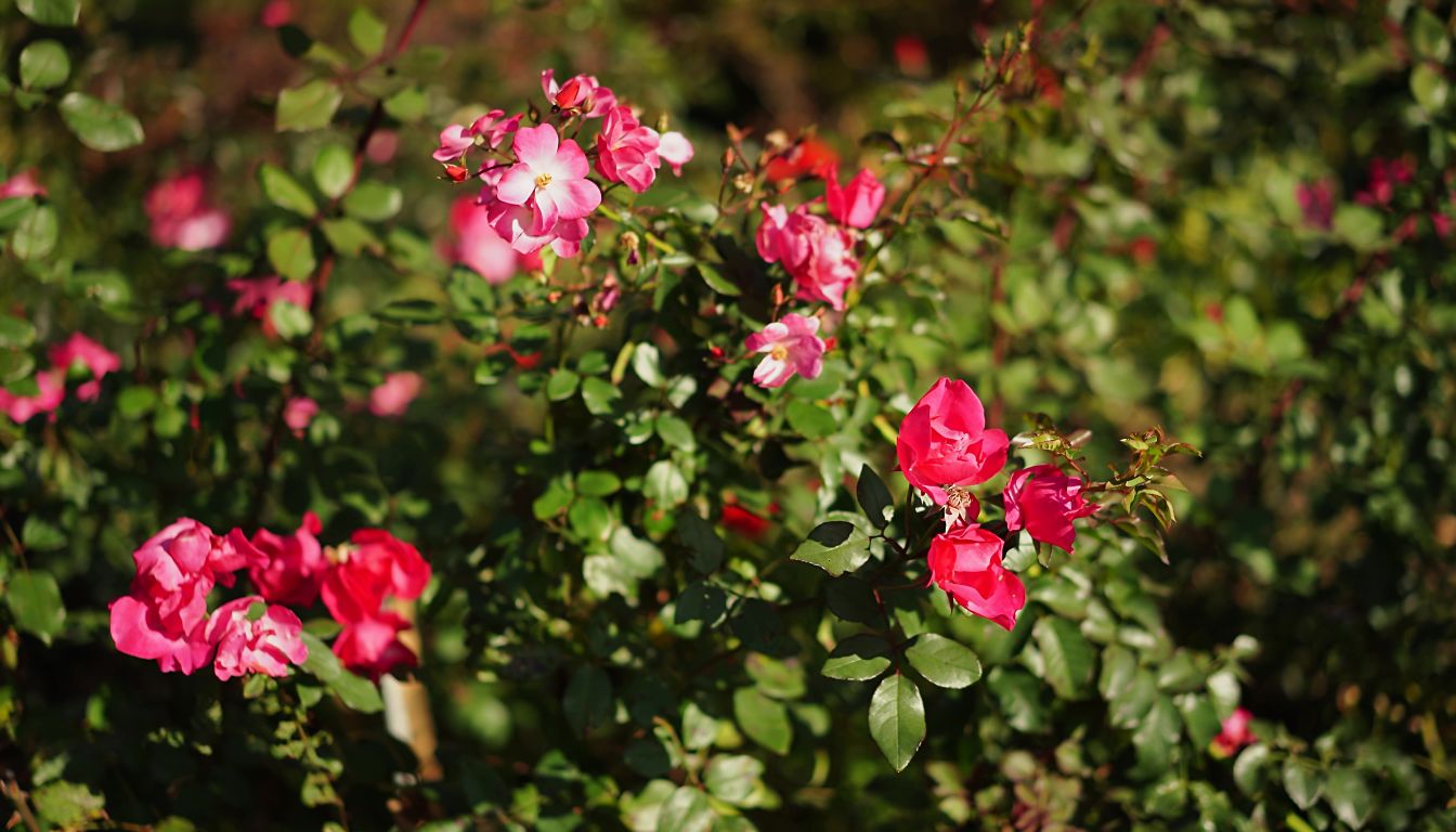 Top Ground Cover Roses for a Low-Maintenance Garden (2025)