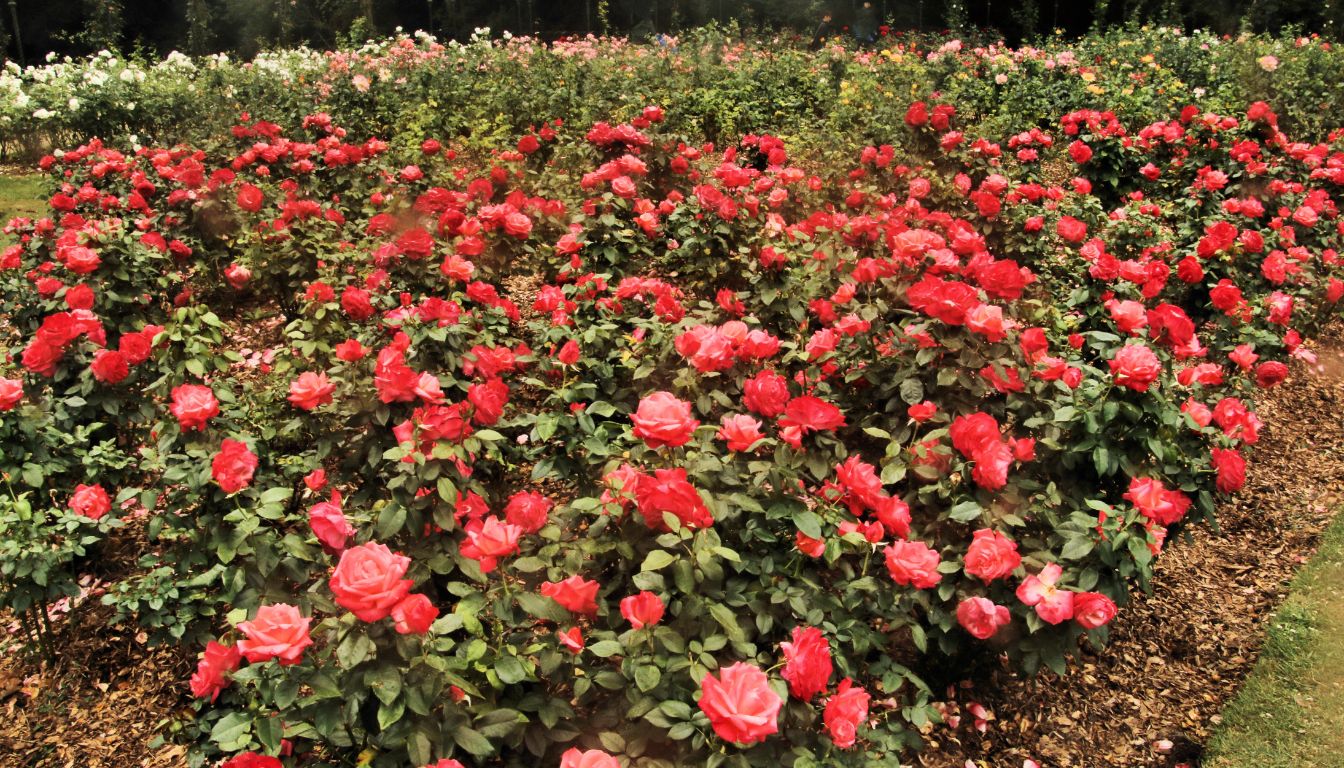 Top Ground Cover Roses for a Low-Maintenance Garden (2026)