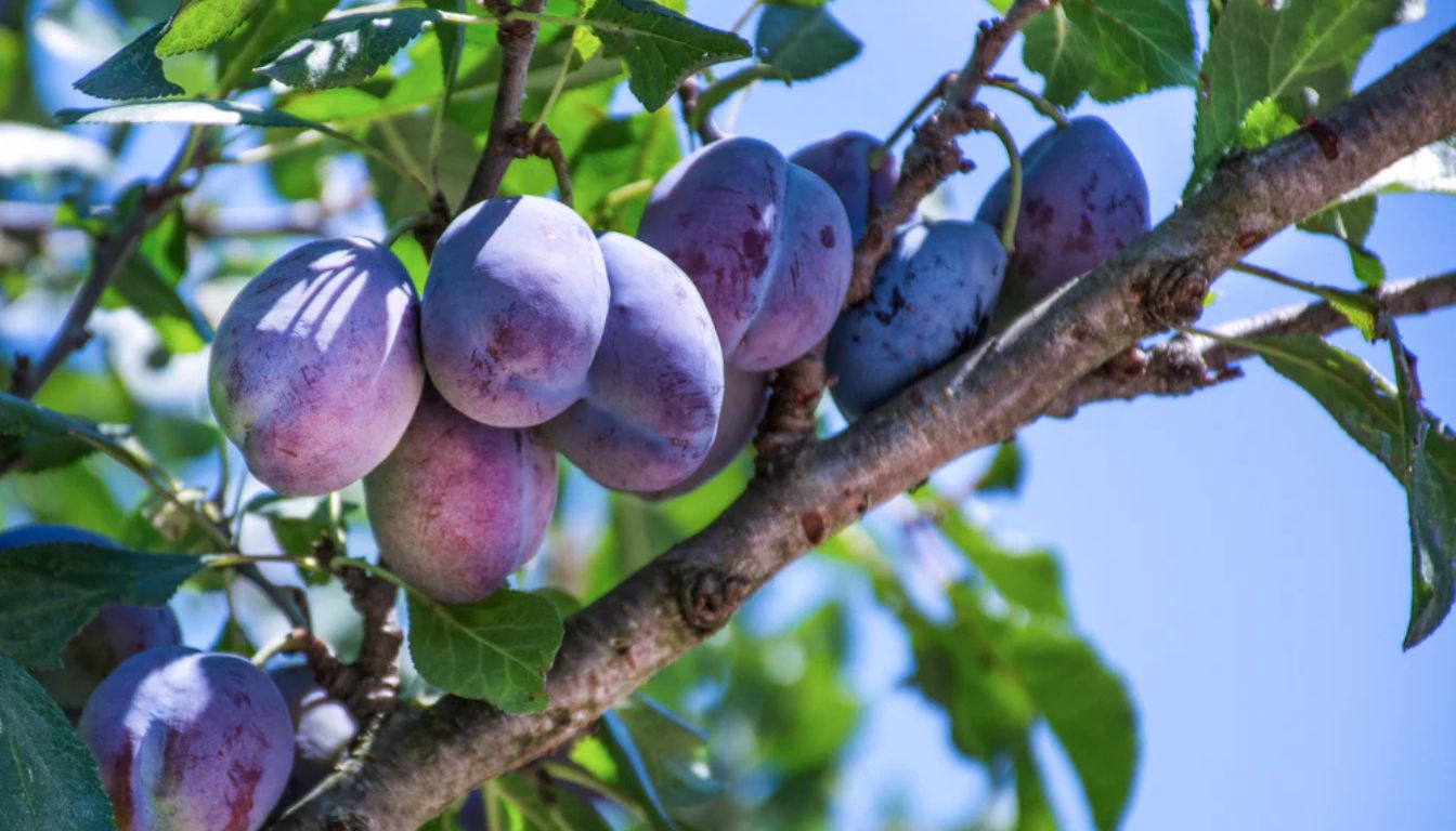 Uncover the Best Plum Tree Varieties for a Bountiful Garden (2026)