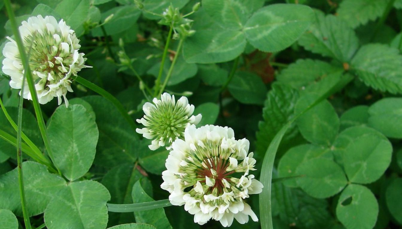 5 Best Cover Crops for Natural Weed Control in Any Garden (2026)