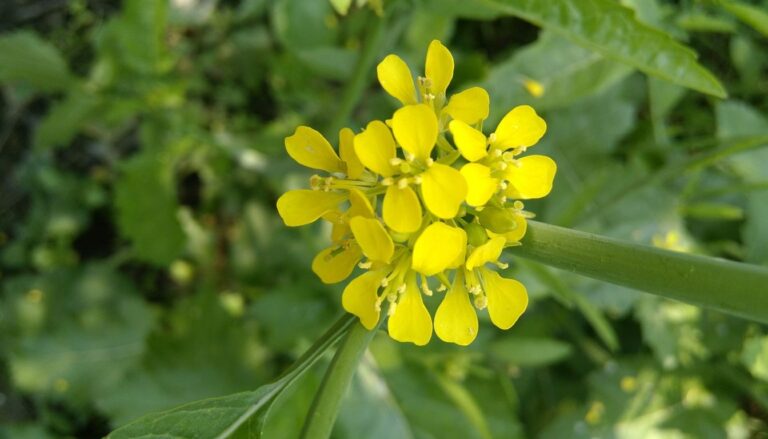 5 Best Cover Crops for Natural Weed Control in Any Garden (2026)