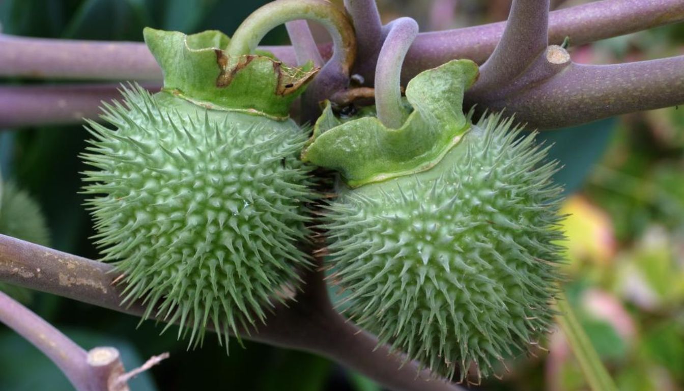 Angel Trumpet Seed Pods: Beauty, Care and Caution (2026)