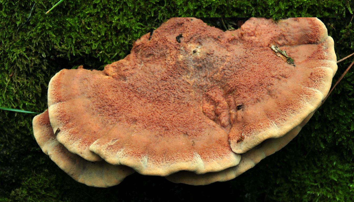 Bracket Fungus: Understanding Its Safety and Edibility (2026)