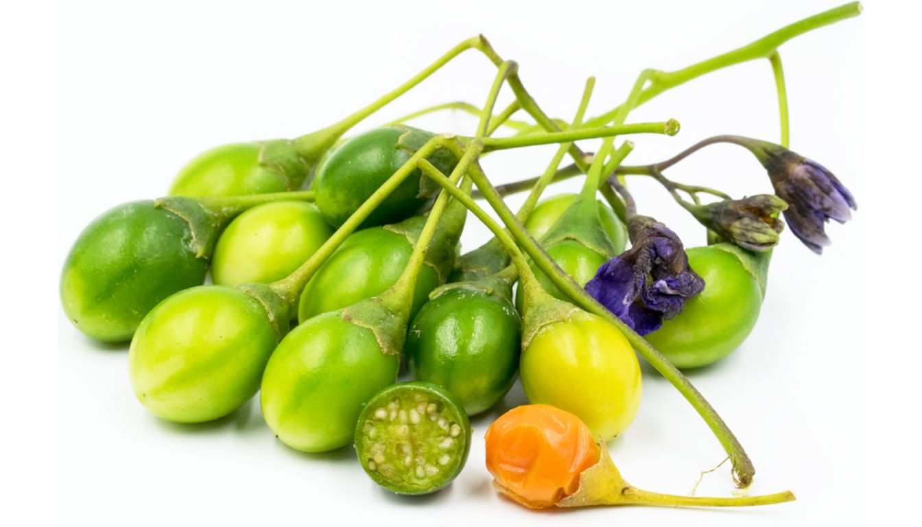 Discover Top Plants Used in Aboriginal Australian Medicine (2026)