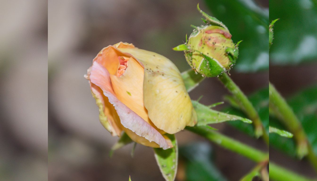 Gardeners Guide Natural Ways To Keep Aphids Off Roses 2026