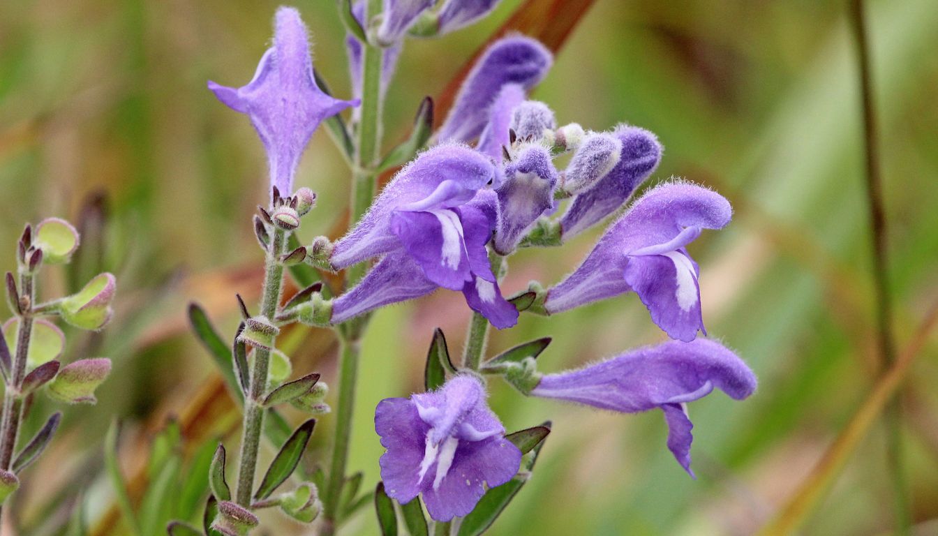 Grow Skullcap for Herbal Remedies: A Gardener’s Guide (2026)