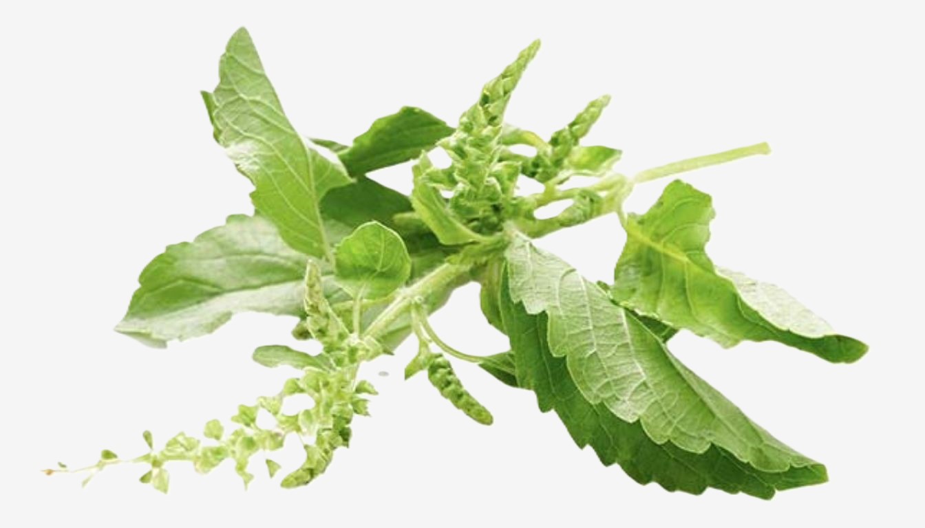 Holy Basil vs. Thai Basil: Flavor, Uses, and Key Differences (2026)
