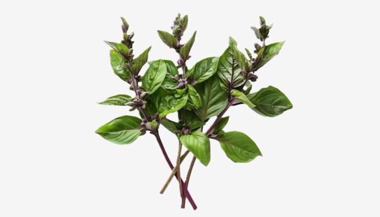 Holy Basil vs. Thai Basil: Flavor, Uses, and Key Differences (2026)