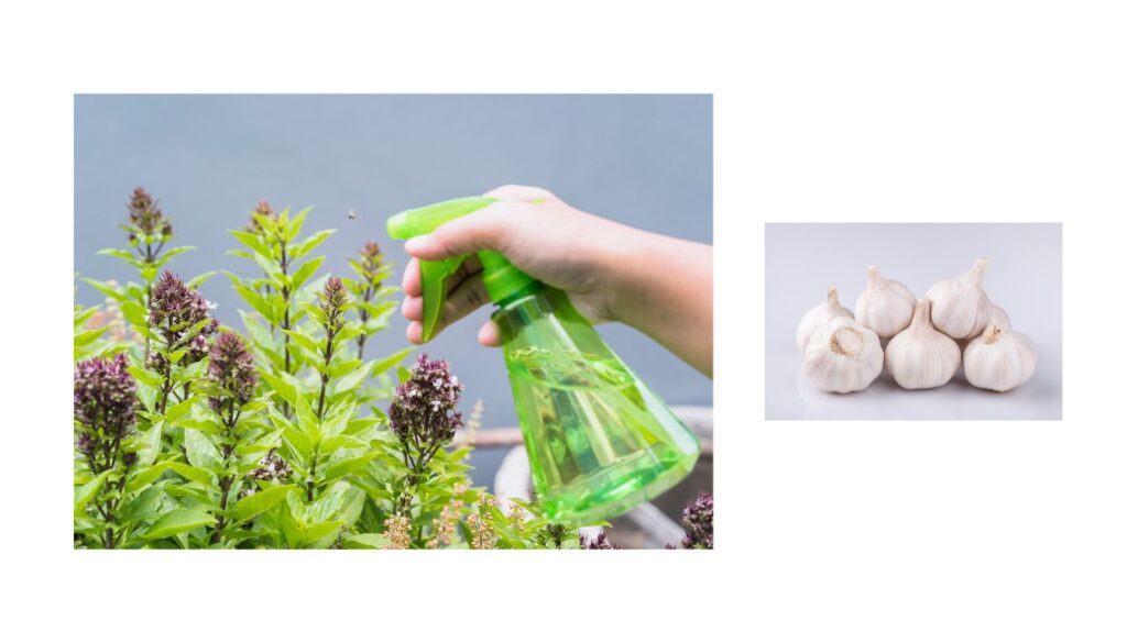 How to Make DIY Garlic Spray for Garden Pest Prevention (2025)