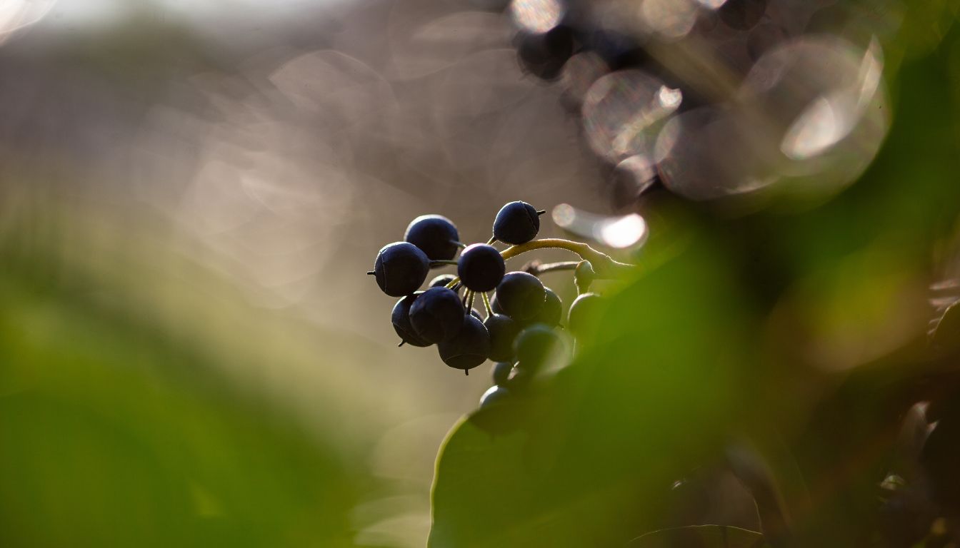 Simple Elderberry Syrup Recipe for Cold and Flu Defense (2026)