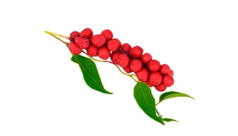 Herbal Adaptogens for Stress Relief and Cortisol Balance (2026)