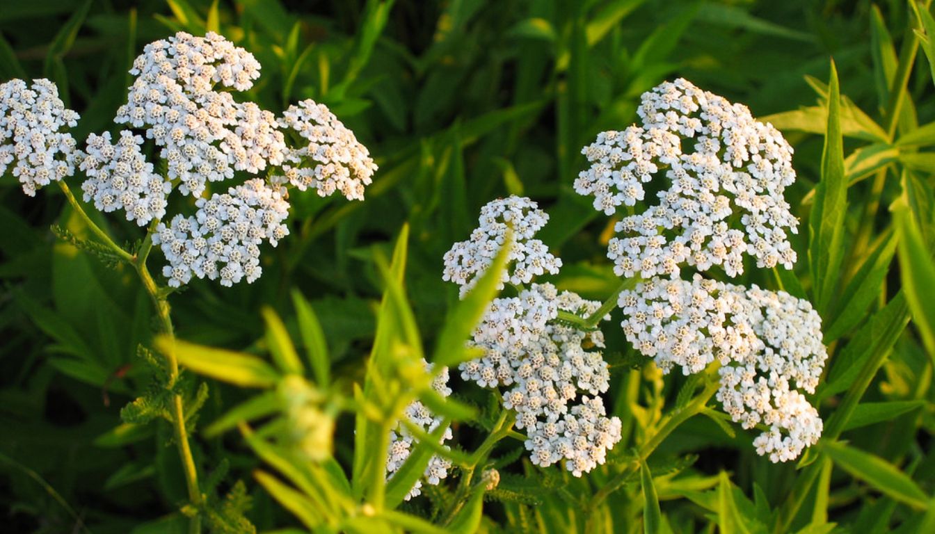 Native American Herbal Plants: Practices for Modern Life (2026)