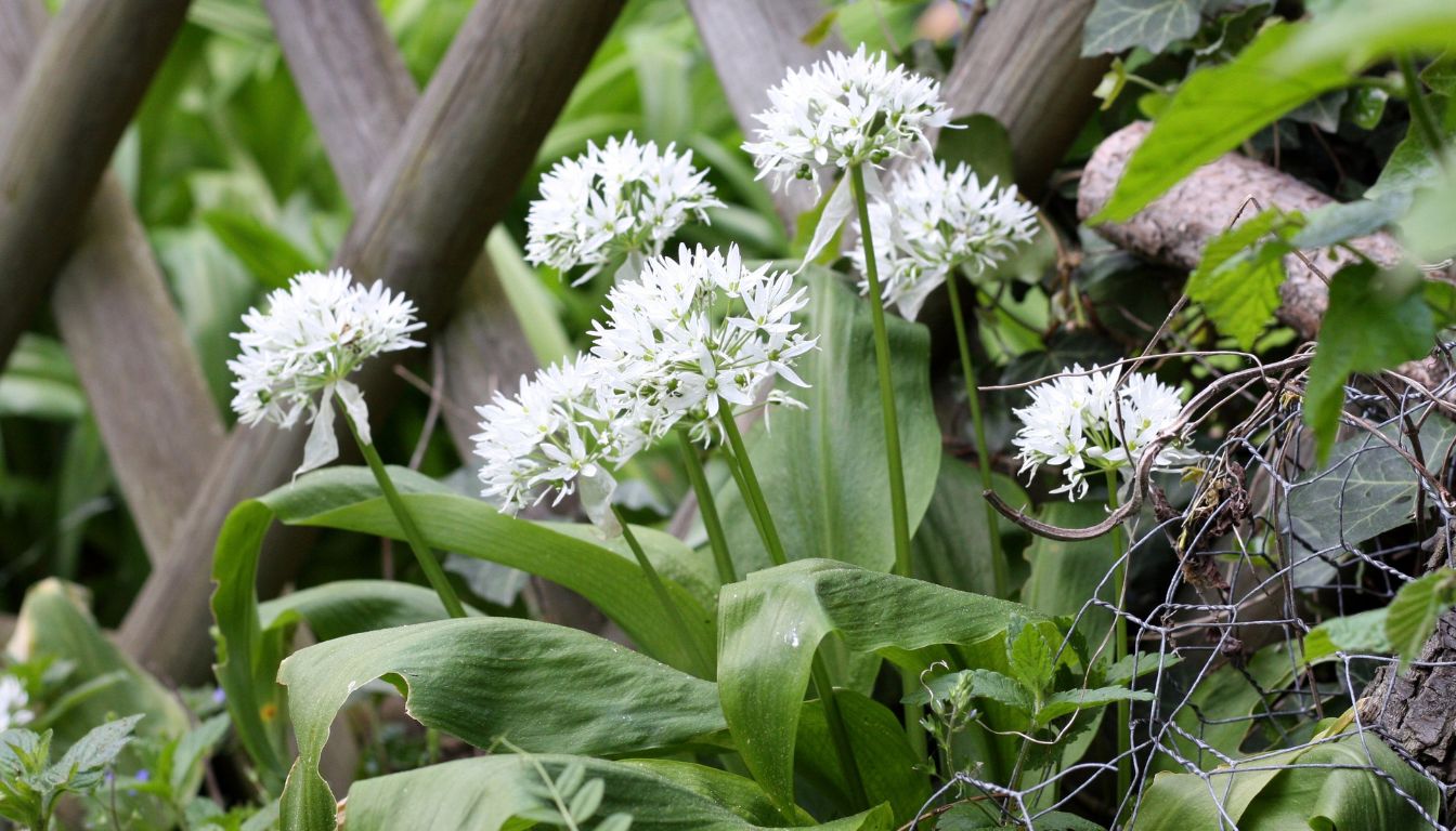 Wild Garlic Guide: How to Forage, Harvest, and Cook (2025)