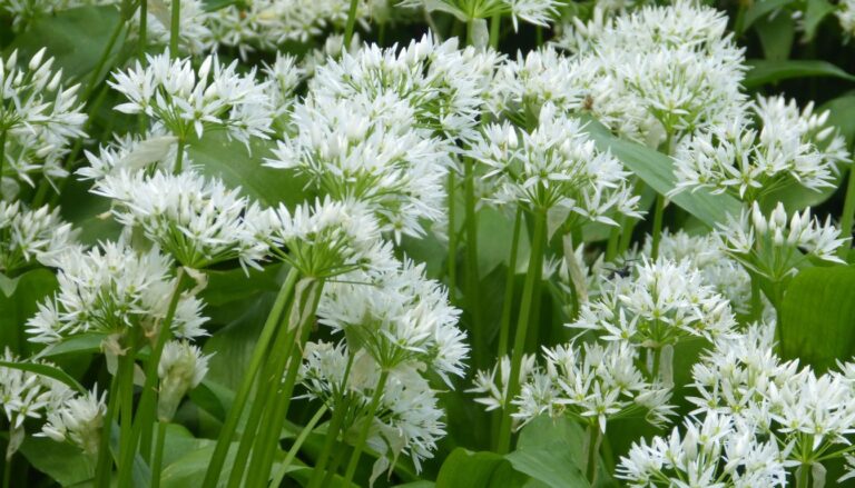 Wild Garlic Guide: How to Forage, Harvest, and Cook (2025)